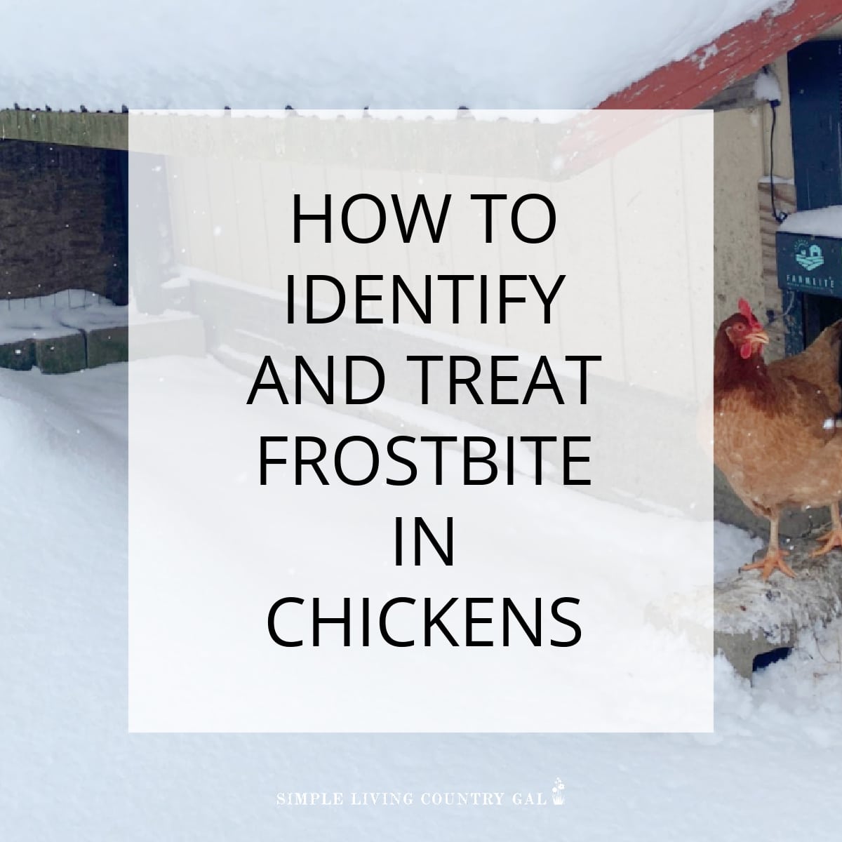 Treating Frostbite in Chickens | Simple Living Country Gal