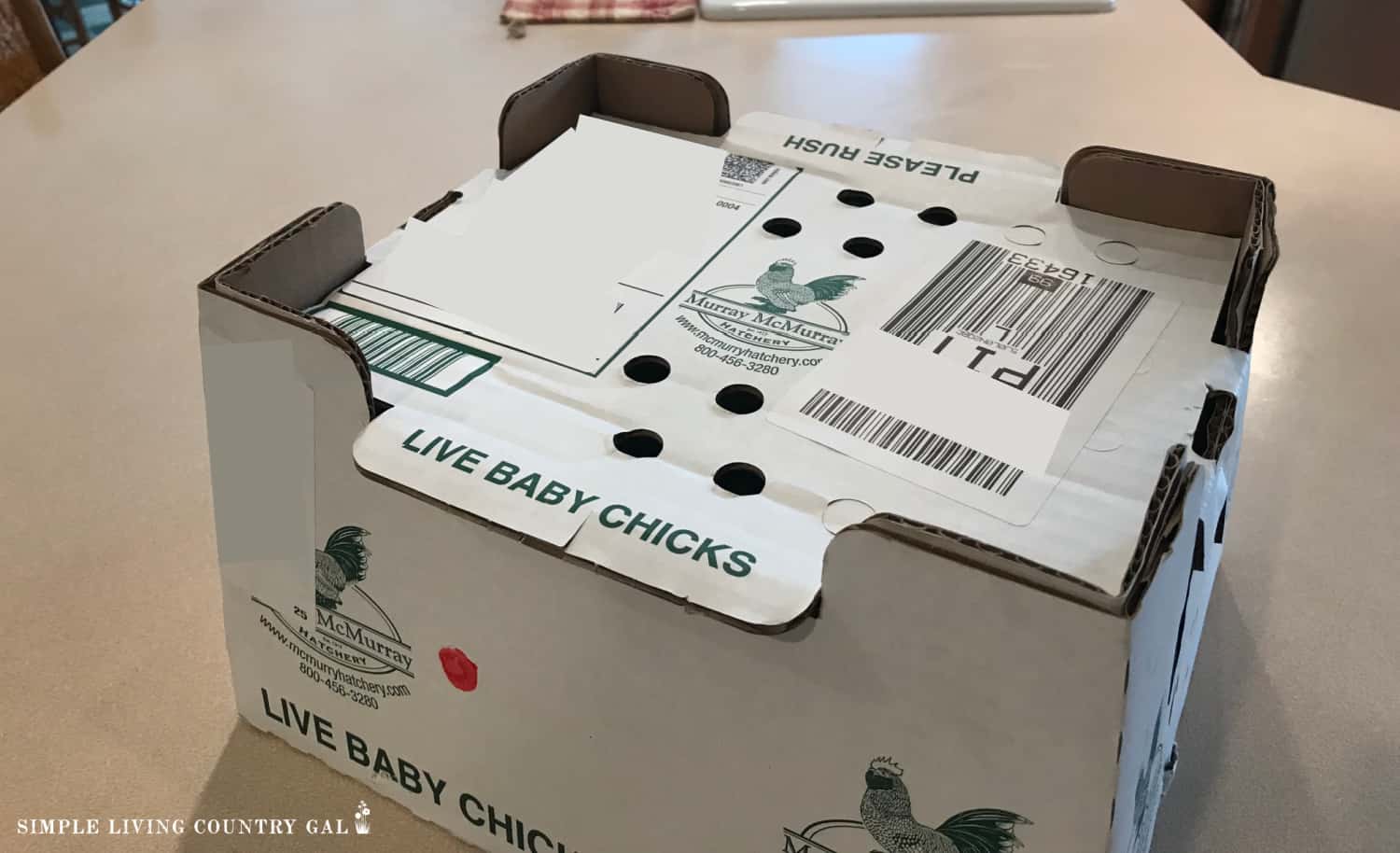 What Do You Need for Baby Chicks: A Complete List | Simple Living ...
