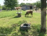 Goat Watering Ideas | Simple Living Country Gal