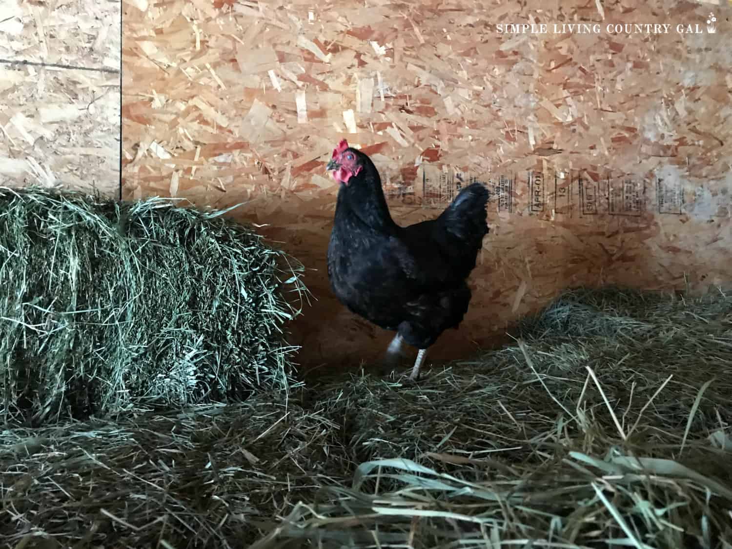 Best Hay for Goats in Winter | Simple Living Country Gal