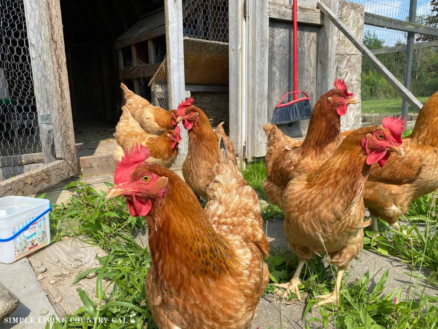 Natural Chicken Care | Simple Living Country Gal