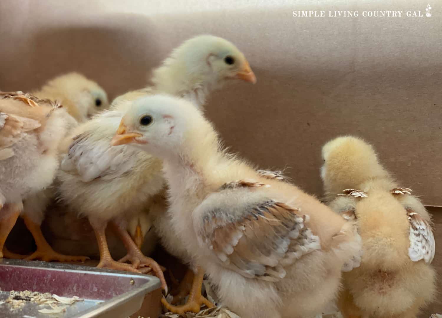 What Do You Need for Baby Chicks: A Complete List | Simple Living ...
