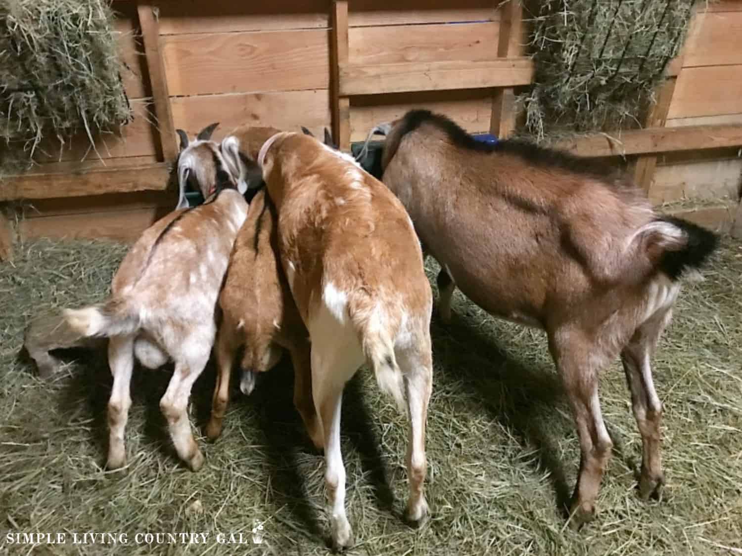 Goat Feeding Schedule | Simple Living Country Gal