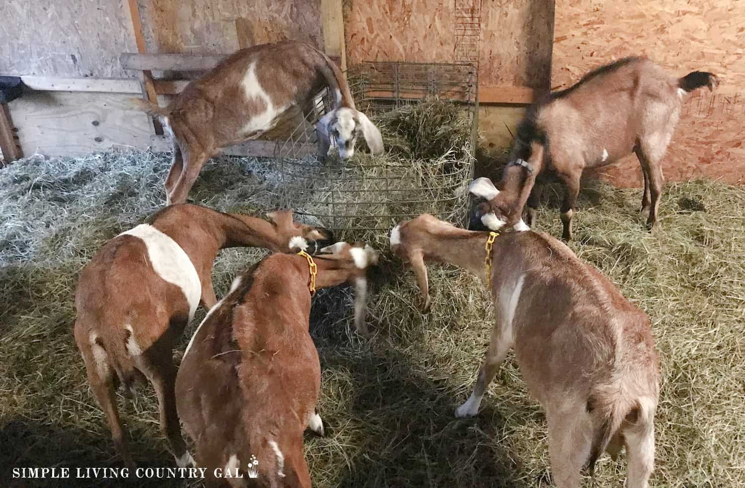 Goat Feeding Schedule | Simple Living Country Gal