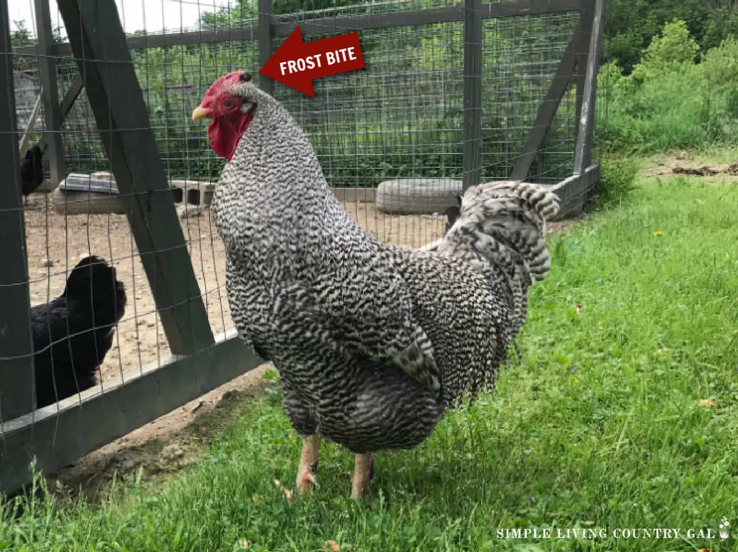 Treating Frostbite in Chickens | Simple Living Country Gal