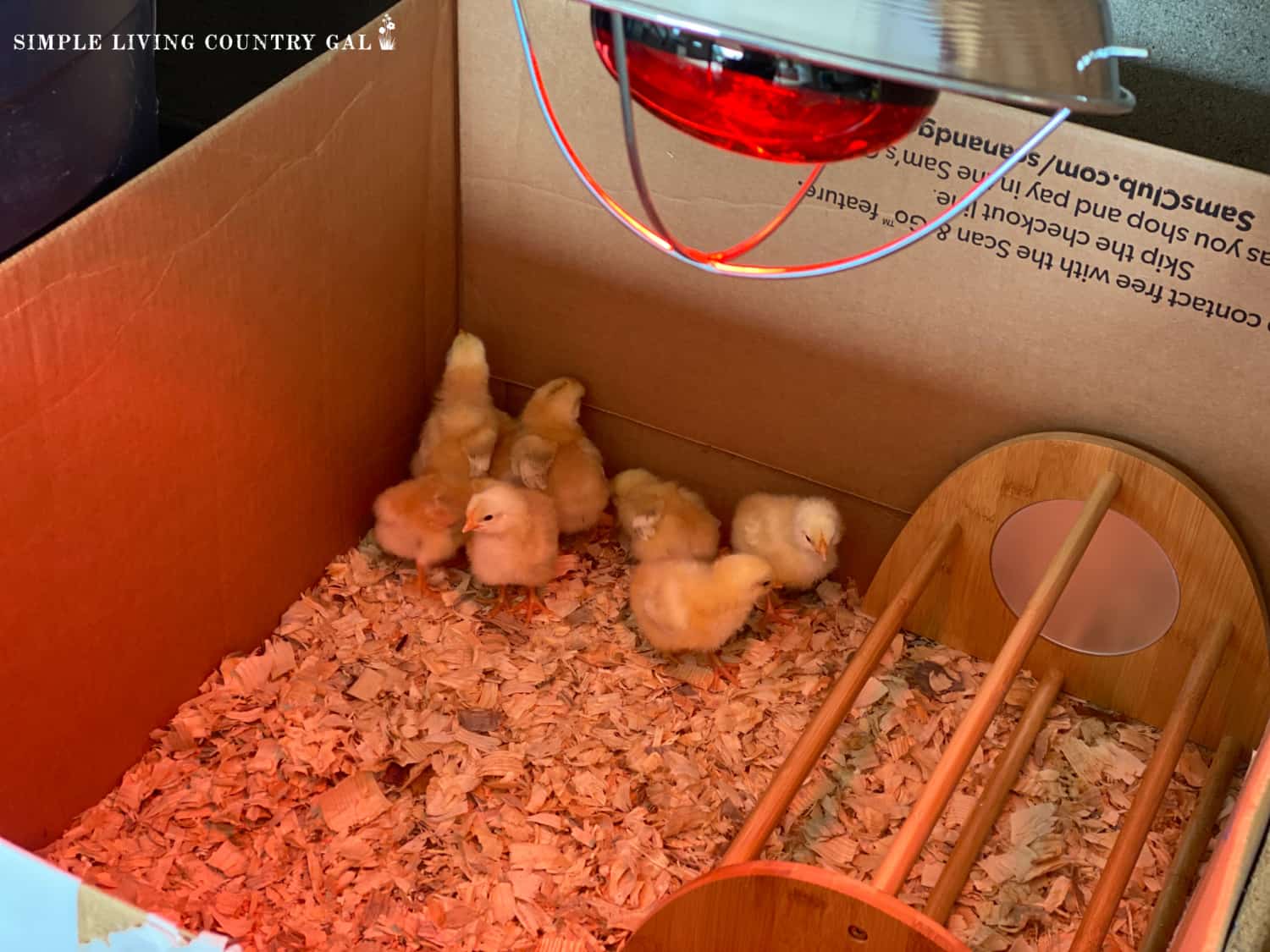 What Do You Need for Baby Chicks: A Complete List | Simple Living ...