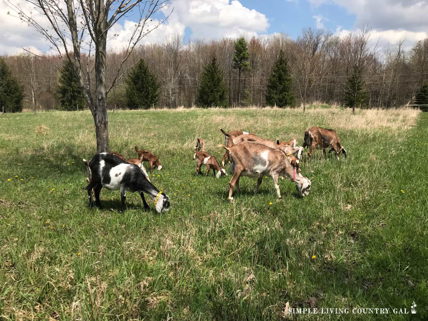 Goat Feeding Schedule | Simple Living Country Gal