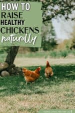 Natural Chicken Care | Simple Living Country Gal
