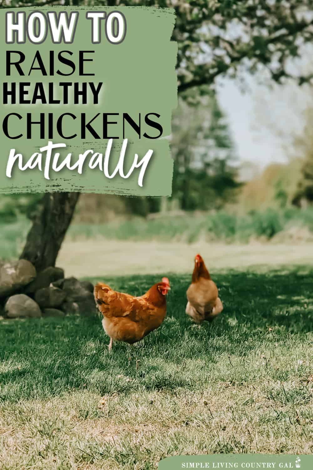Natural Chicken Care | Simple Living Country Gal
