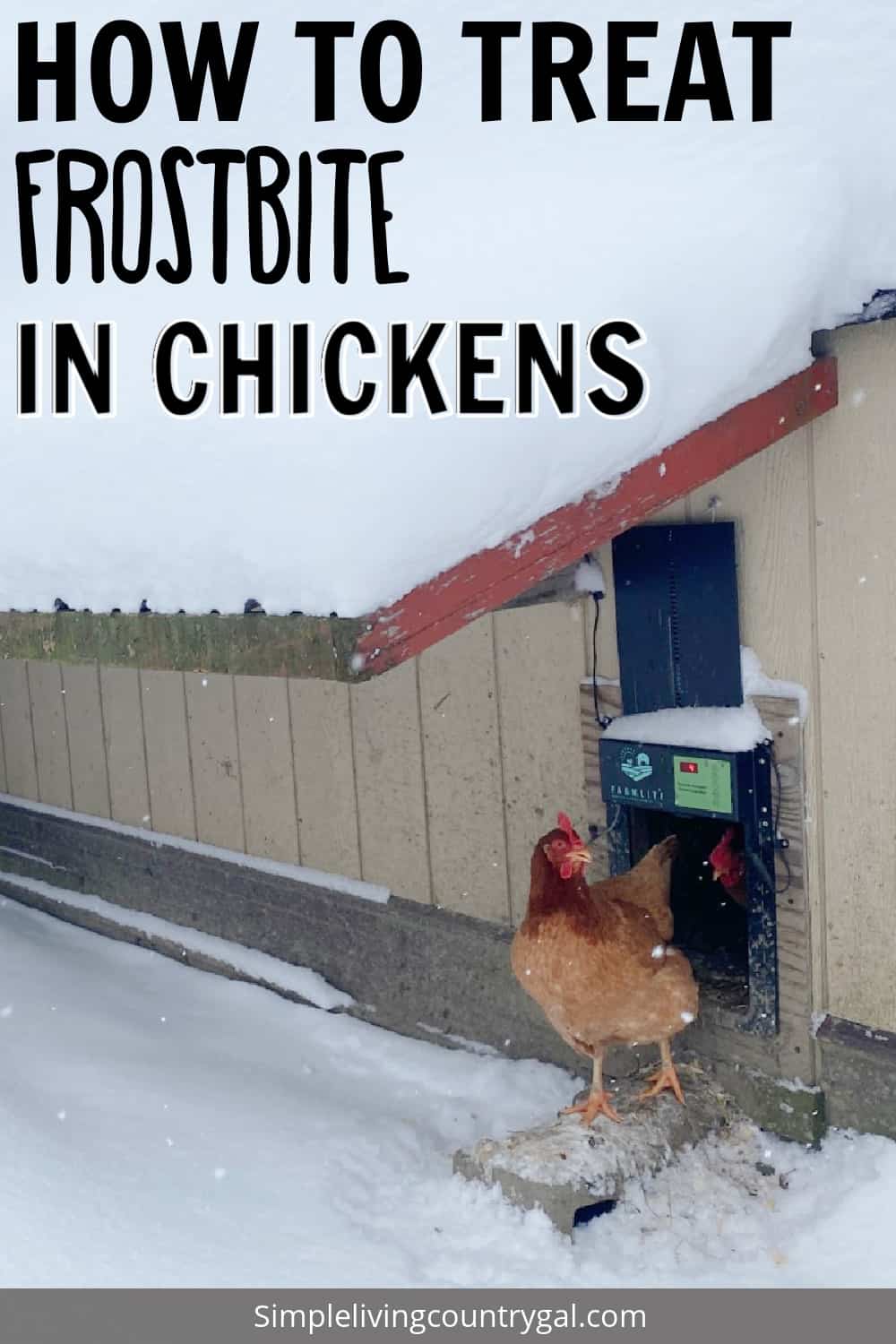 Treating Frostbite in Chickens | Simple Living Country Gal