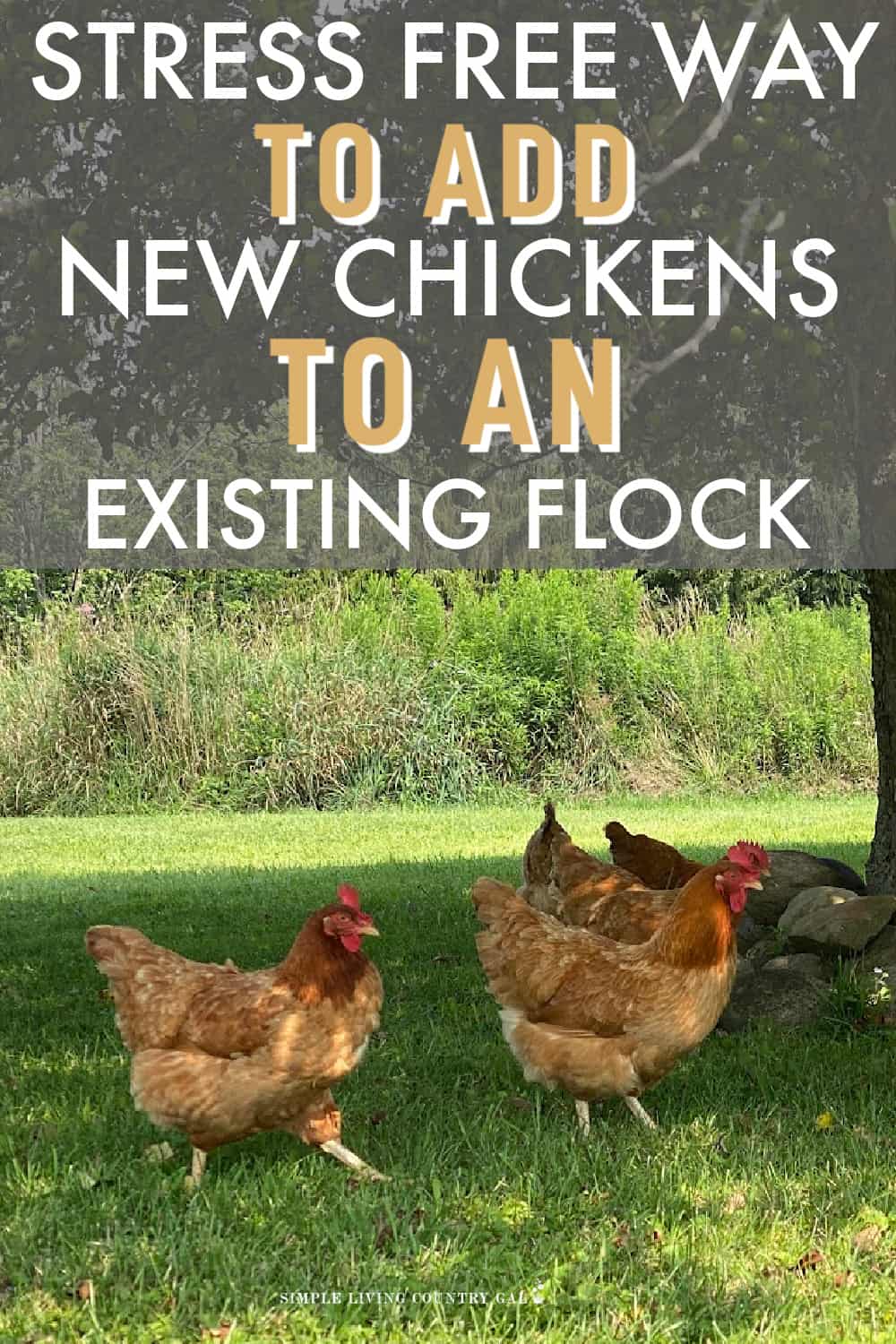 Introducing New Chickens To Your Flock Simple Living Country Gal