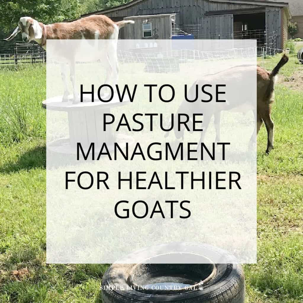 Dairy Goats Archives - Simple Living Country Gal