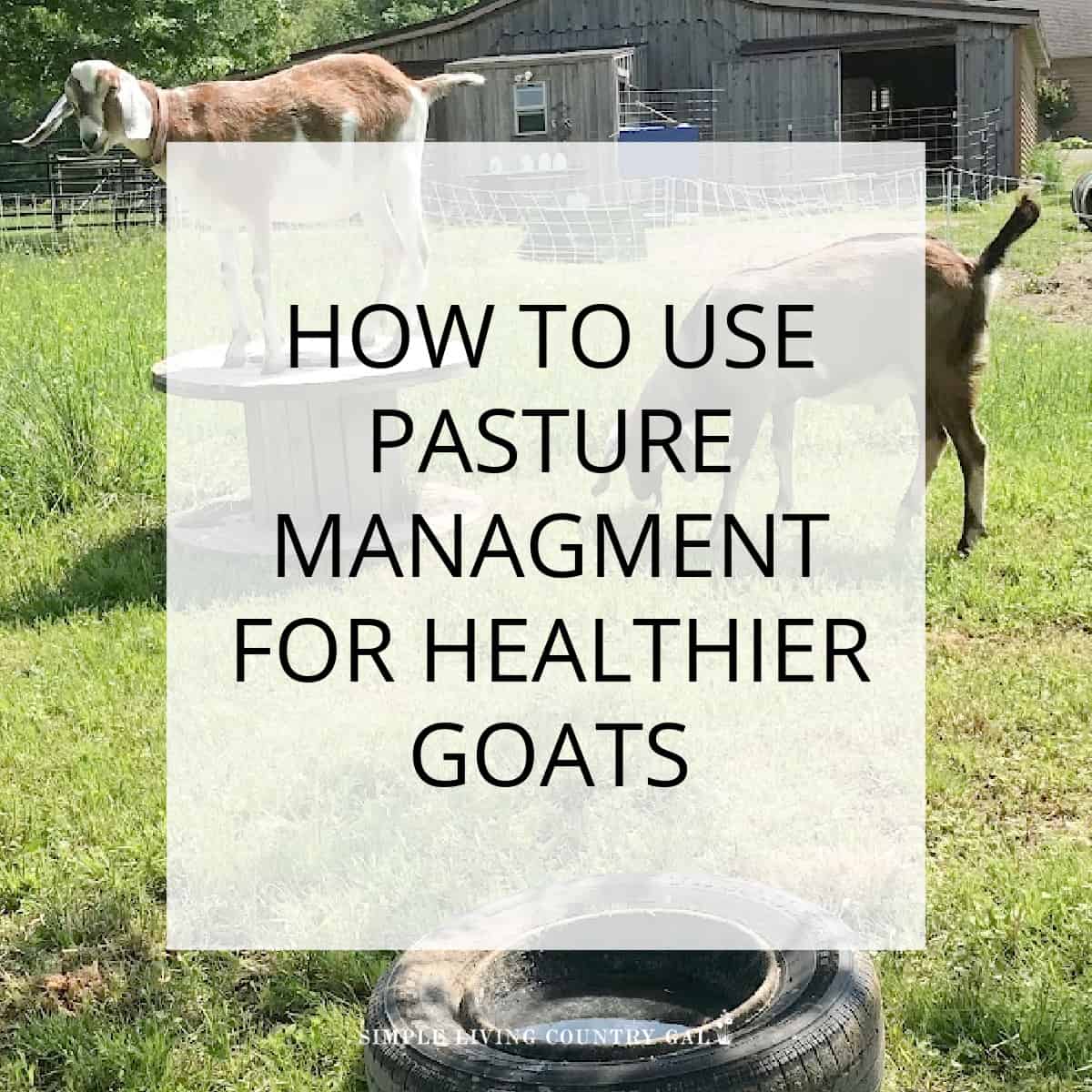 Pasture Management for Goats | Simple Living Country Gal