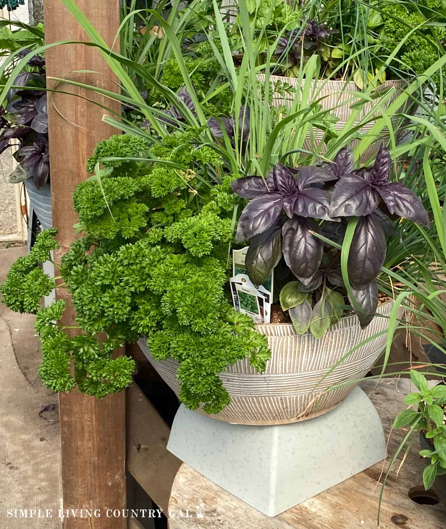 Beginner's Guide: How to Grow a One-Pot Herb Garden | Simple Living ...