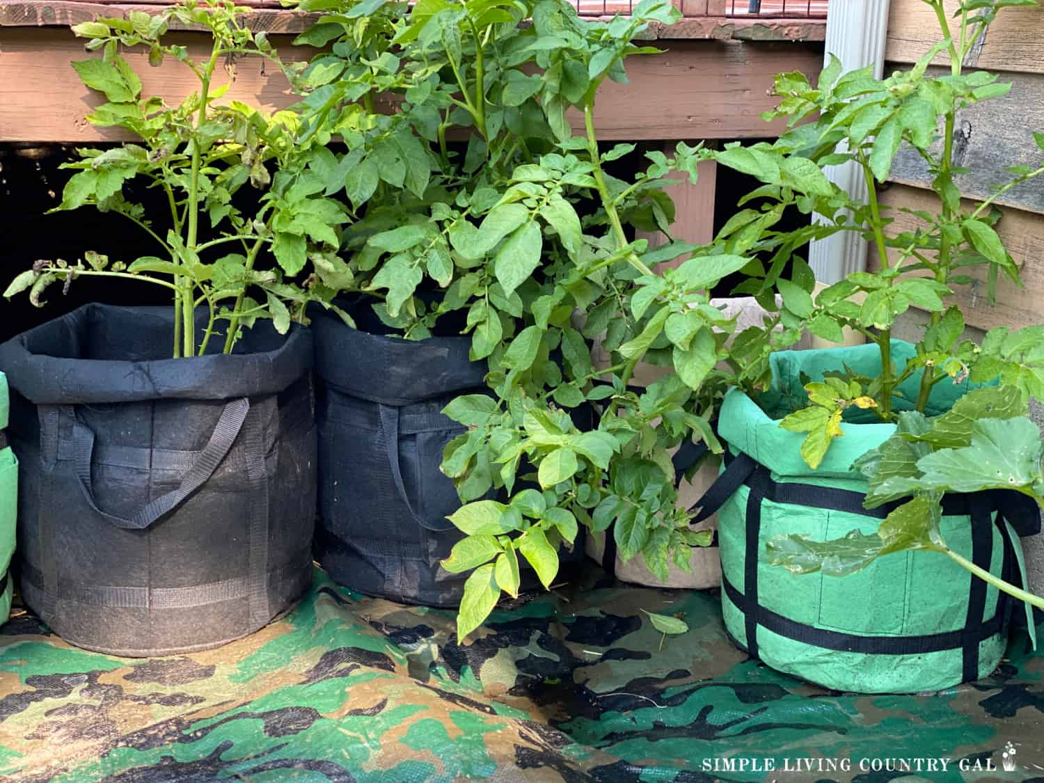 Beginner's Guide: How to Grow a One-Pot Herb Garden | Simple Living ...