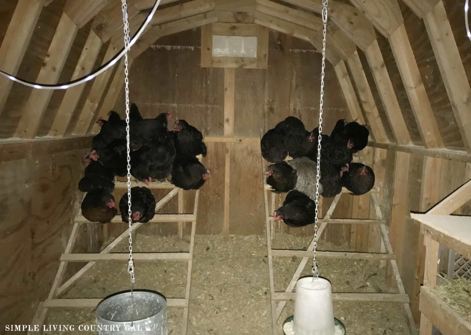 Introducing New Chickens To Your Flock Simple Living Country Gal