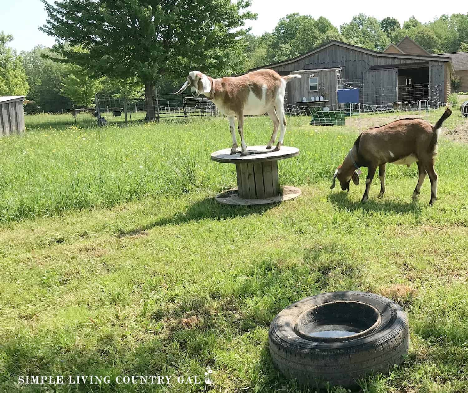 toys for goats to climb on | Simple Living Country Gal