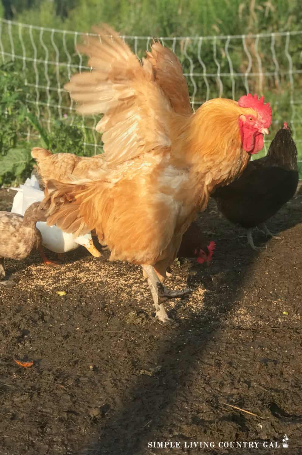 Introducing New Chickens to Your Flock | Simple Living Country Gal