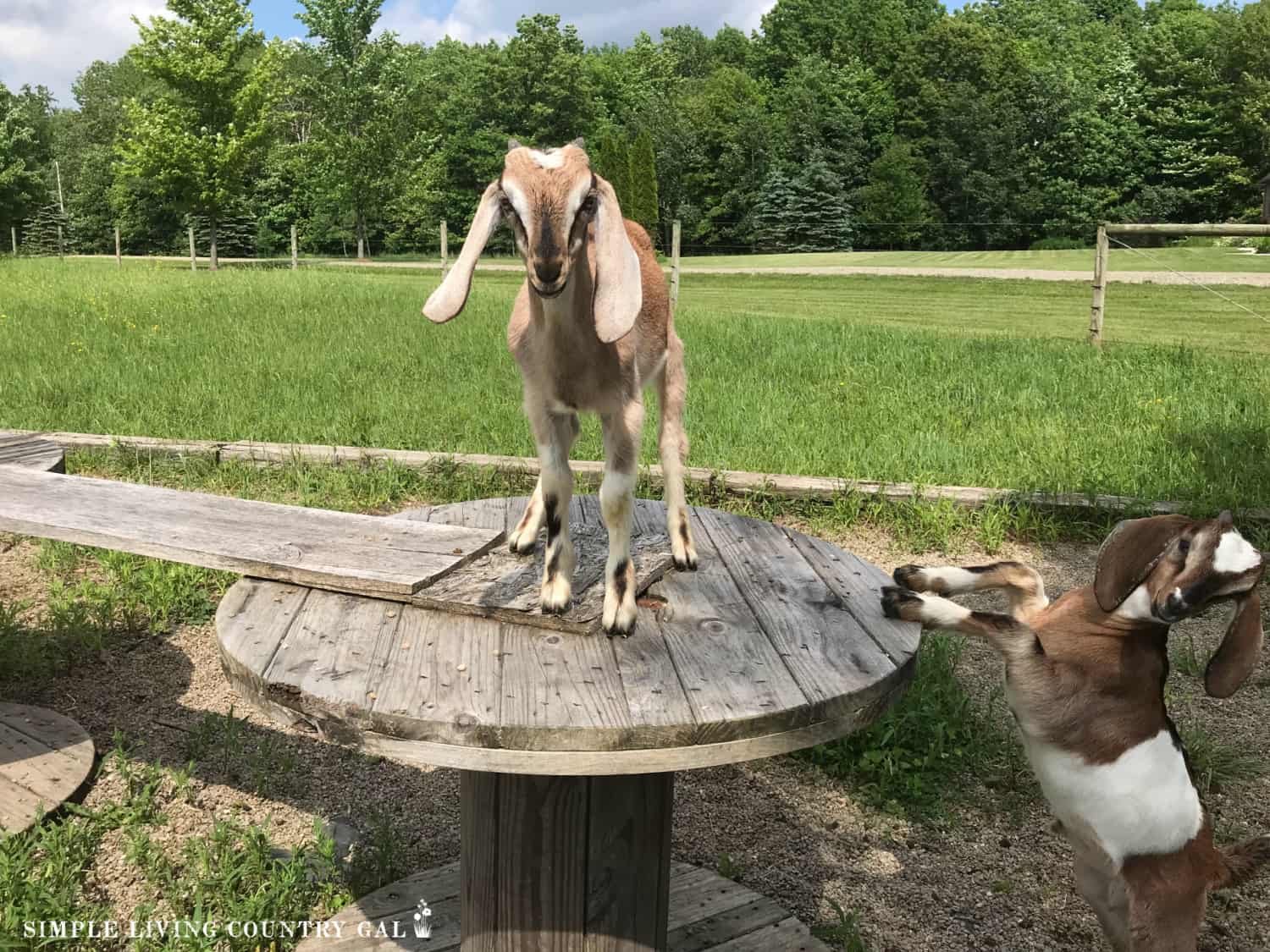 toys for goats to climb on | Simple Living Country Gal