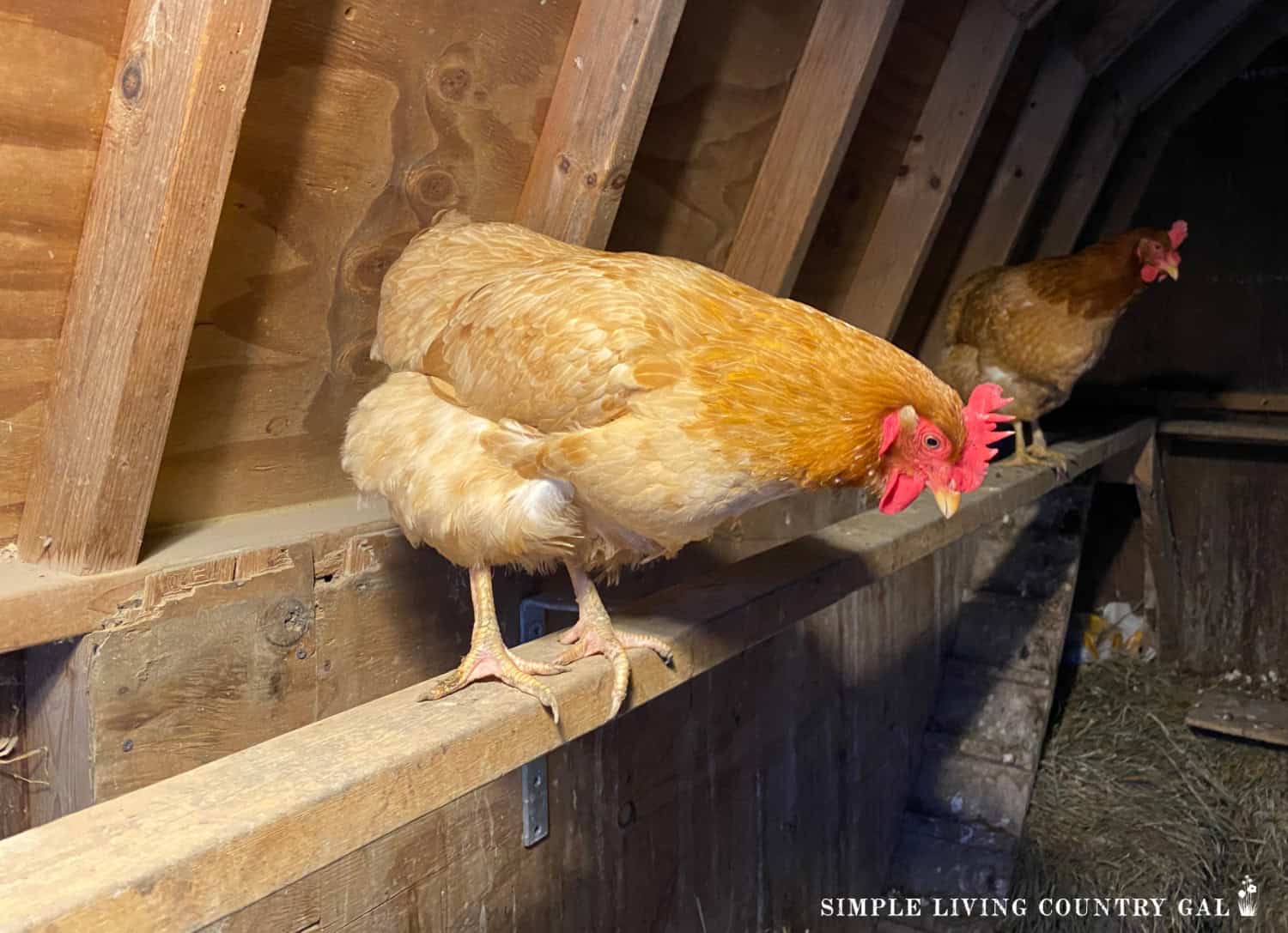 How to DIY a Roost for your chickens | Simple Living Country Gal