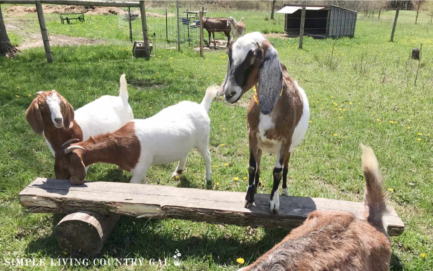 toys for goats to climb on | Simple Living Country Gal