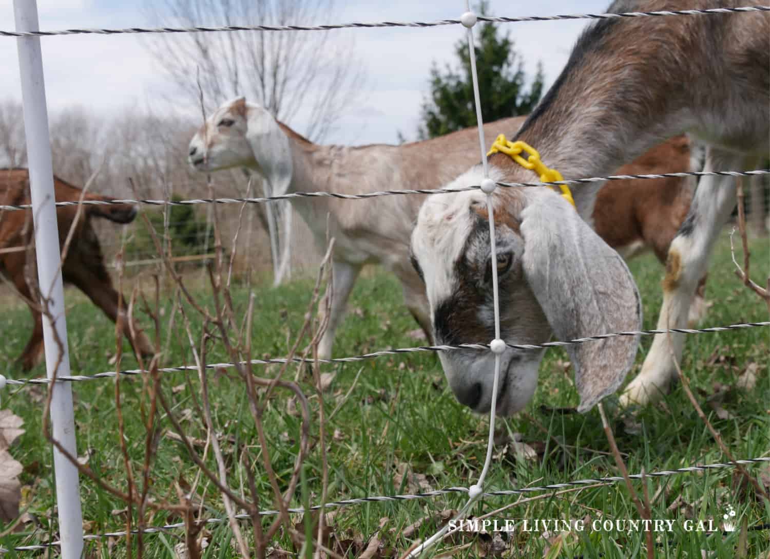 Pasture Management for Goats | Simple Living Country Gal