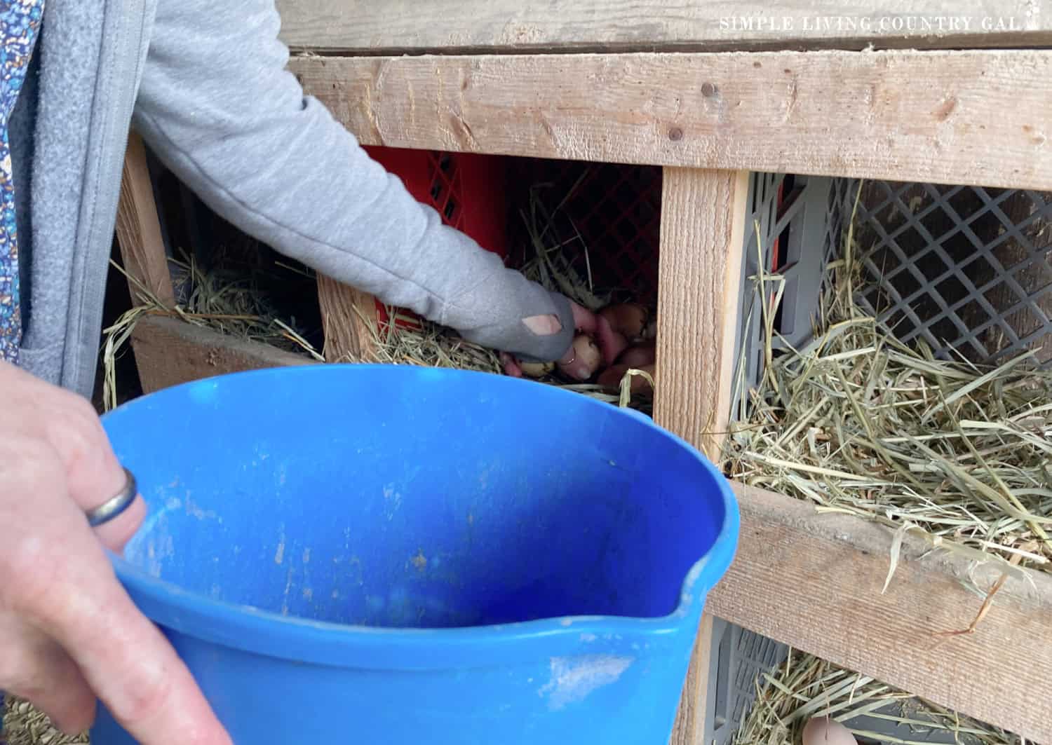 Introducing New Chickens To Your Flock Simple Living Country Gal