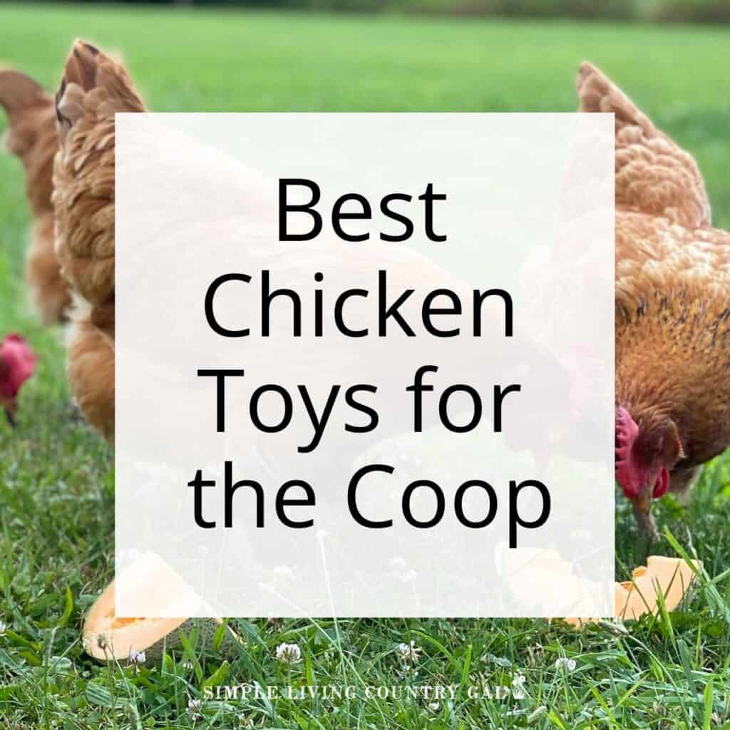 Backyard Chickens Archives - Simple Living Country Gal