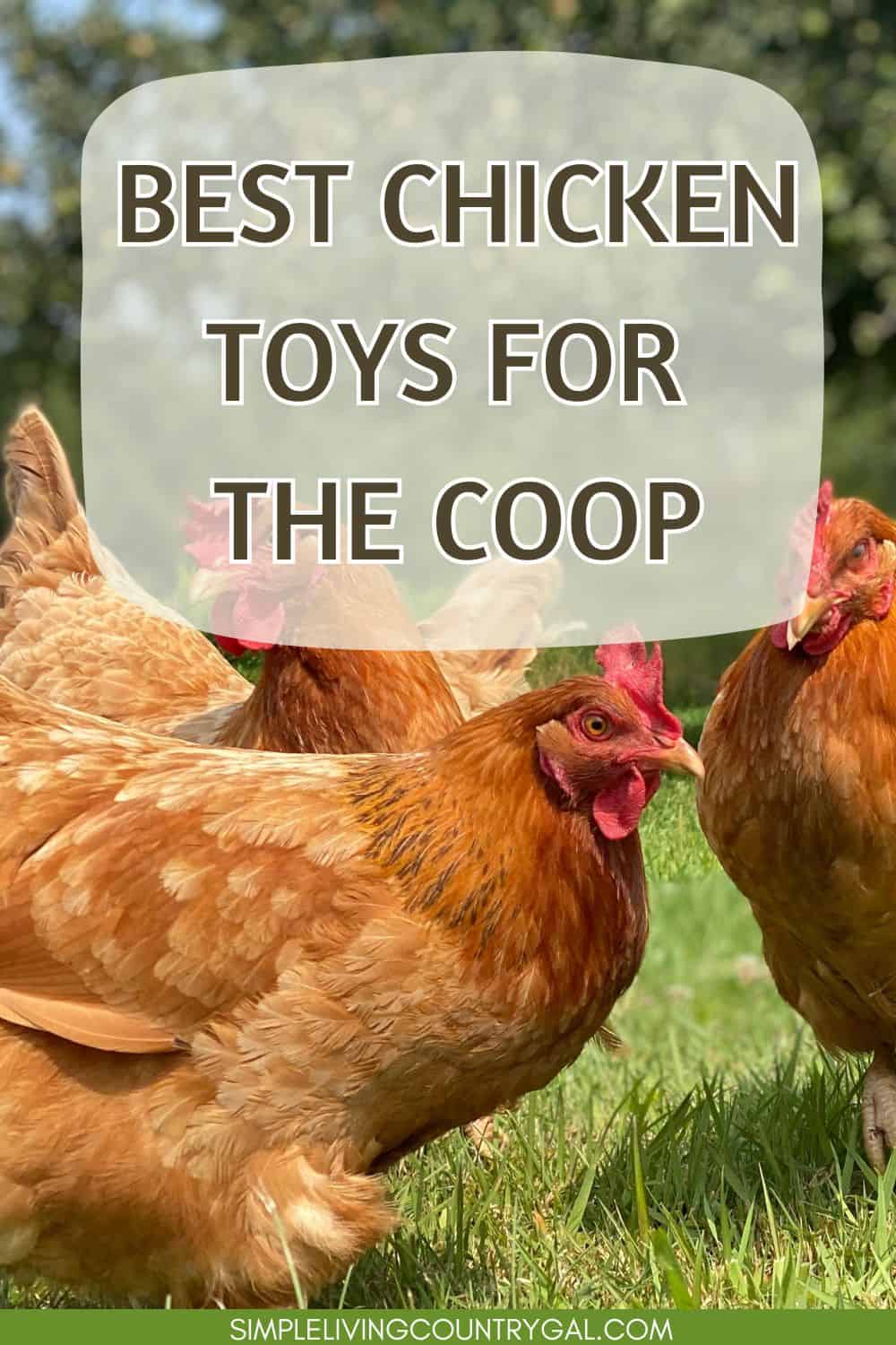 Best Chicken Toys for the Coop | Simple Living Country Gal