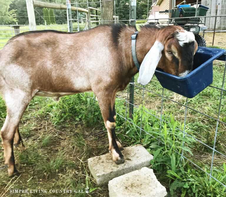 Raising Goats for Beginners: A Complete Guide | Simple Living Country Gal