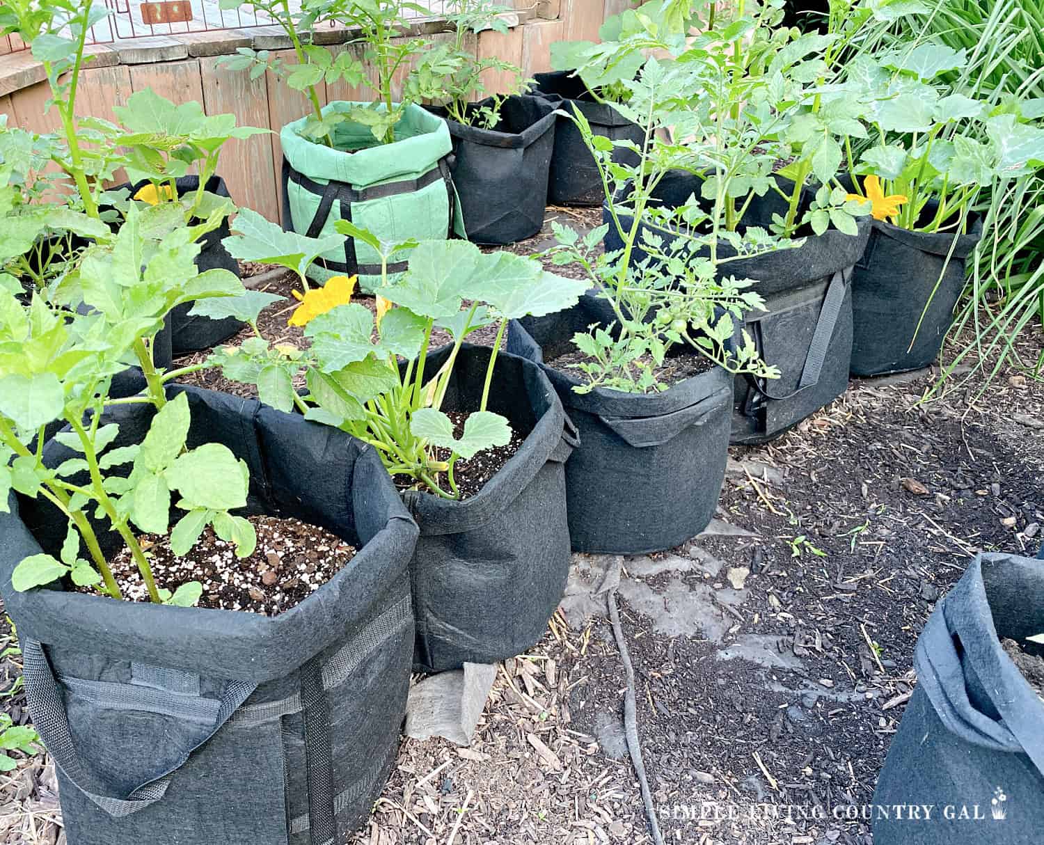 Step-by-Step Guide to Preparing Your Garden for Summer | Simple Living ...