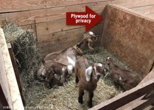 Setting Up A Birthing Pen For Your Goats | Simple Living Country Gal