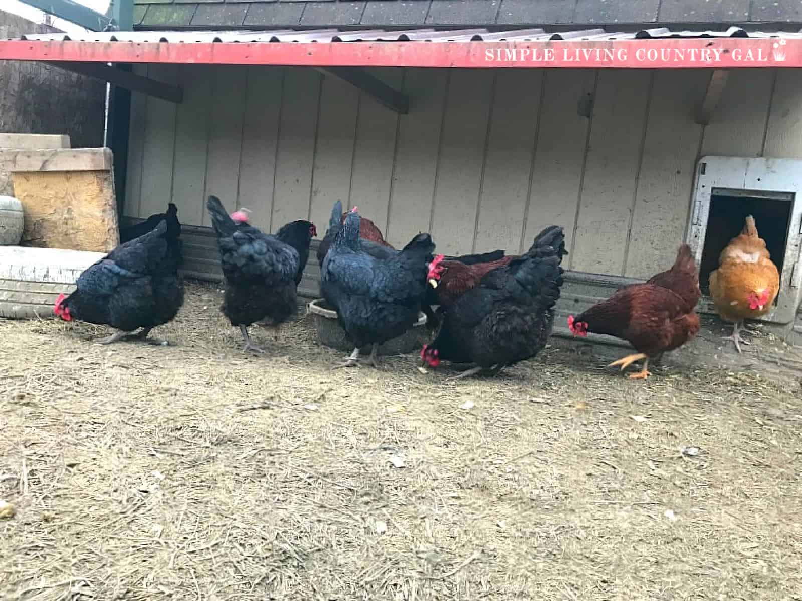 Dual-Purpose Chickens | Simple Living Country Gal