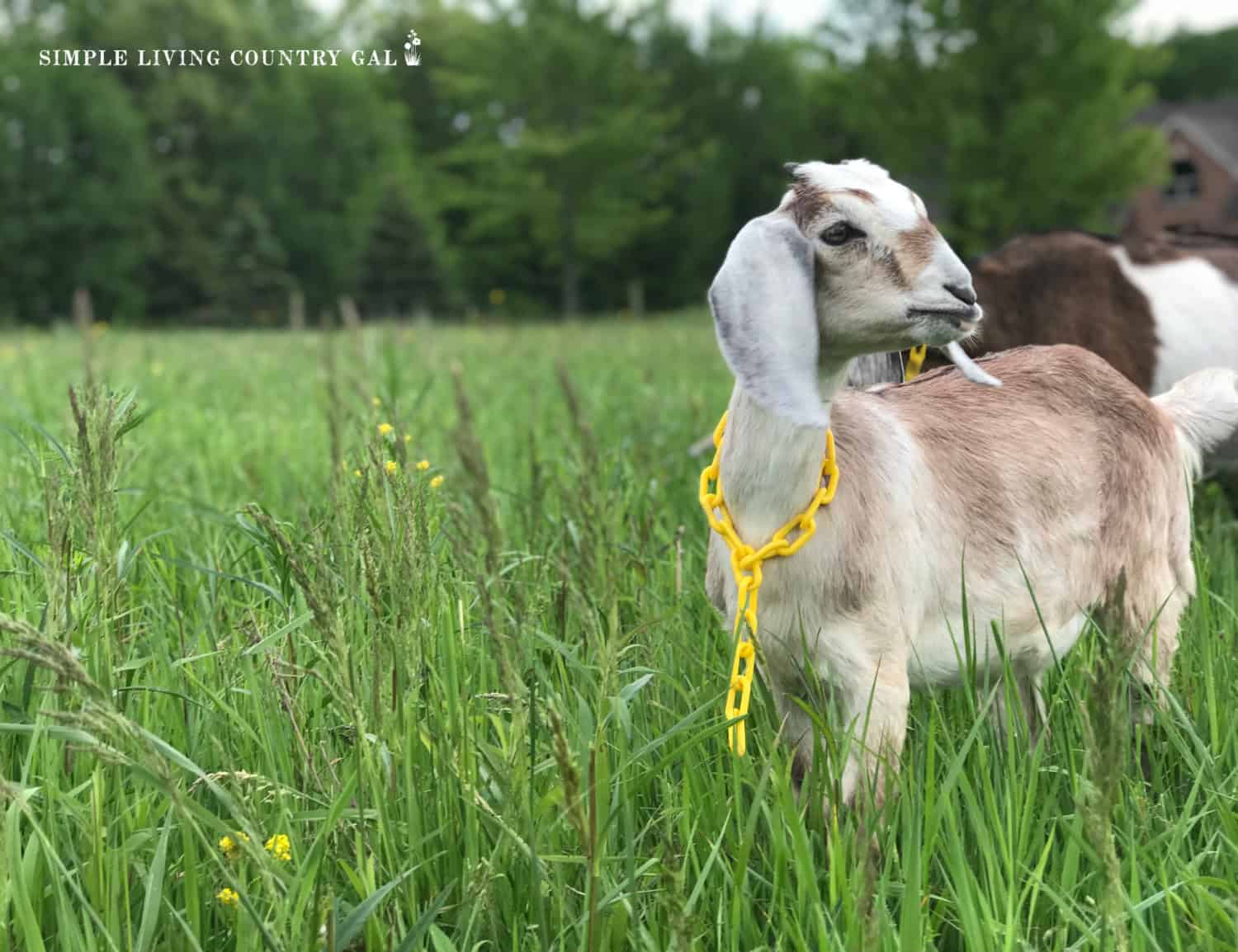rotational grazing goats | Simple Living Country Gal
