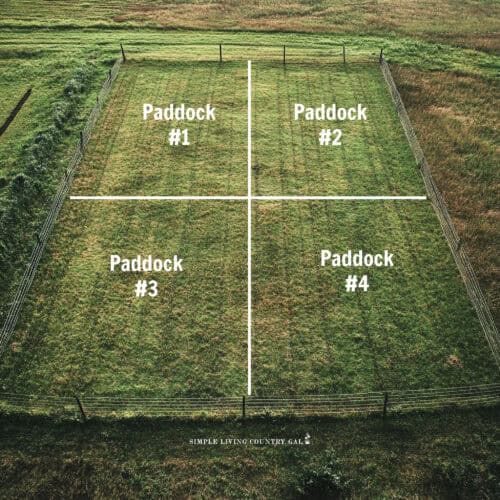 rotational grazing goats | Simple Living Country Gal