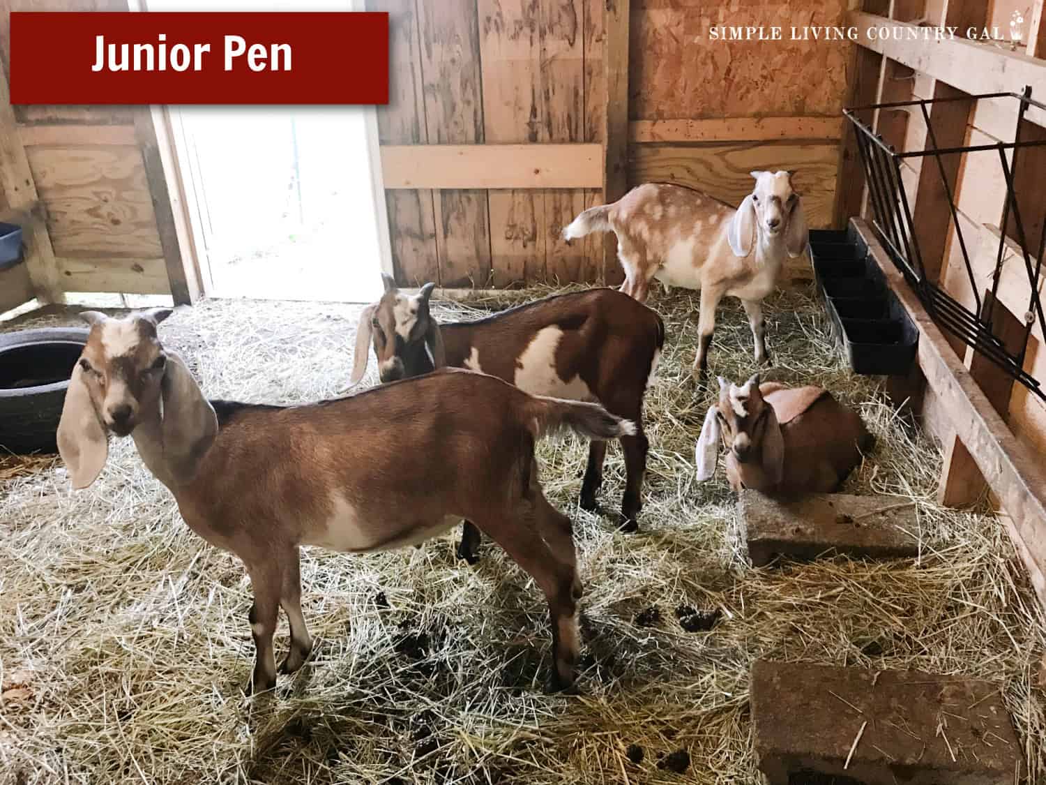 Setting Up A Birthing Pen For Your Goats | Simple Living Country Gal