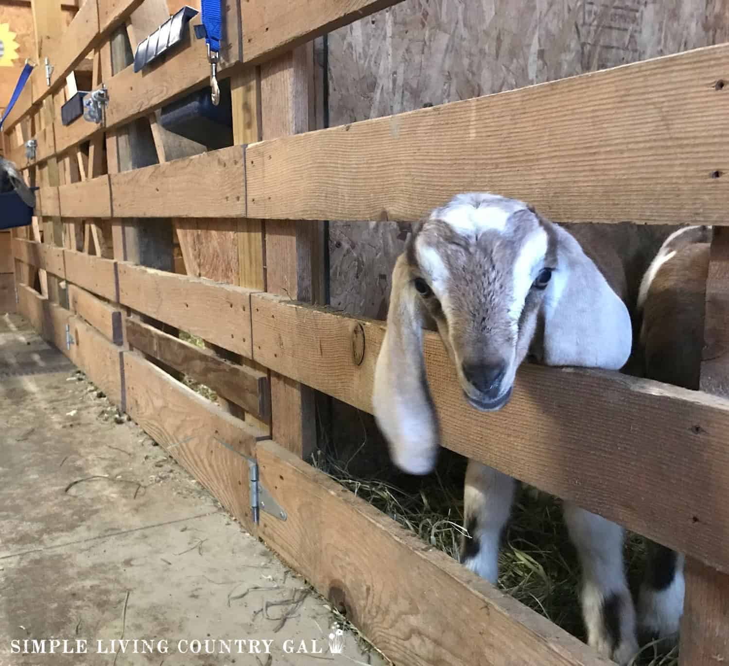 Setting Up A Birthing Pen For Your Goats | Simple Living Country Gal