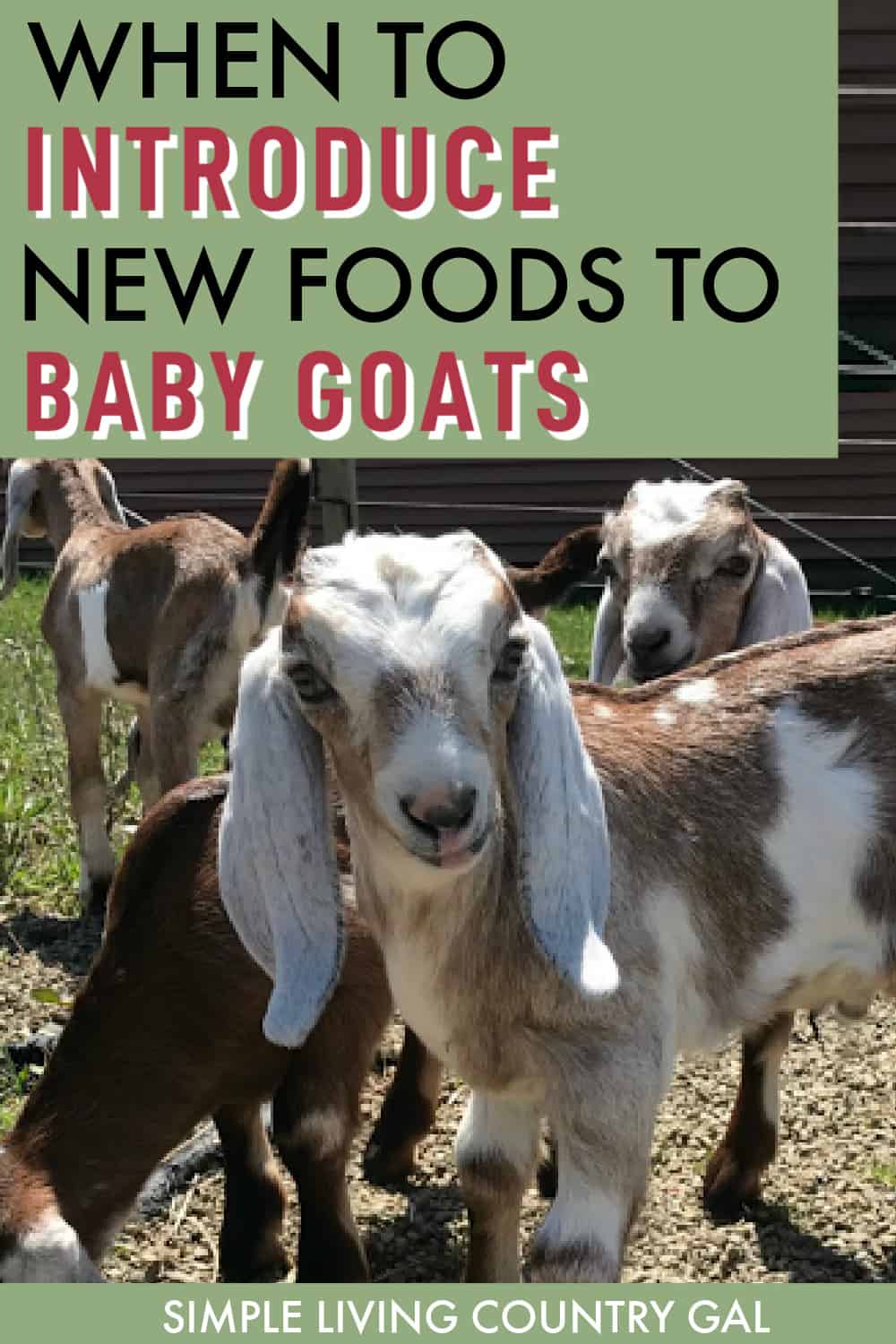 Baby Goat Feeding Schedule | Simple Living Country Gal