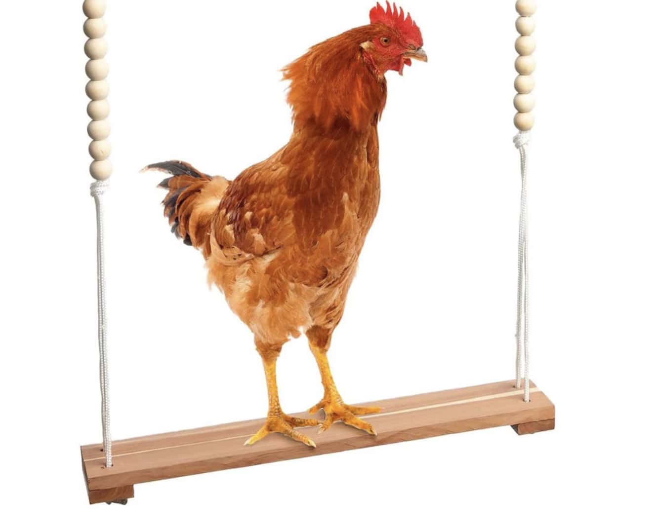 Best Chicken Toys for the Coop | Simple Living Country Gal