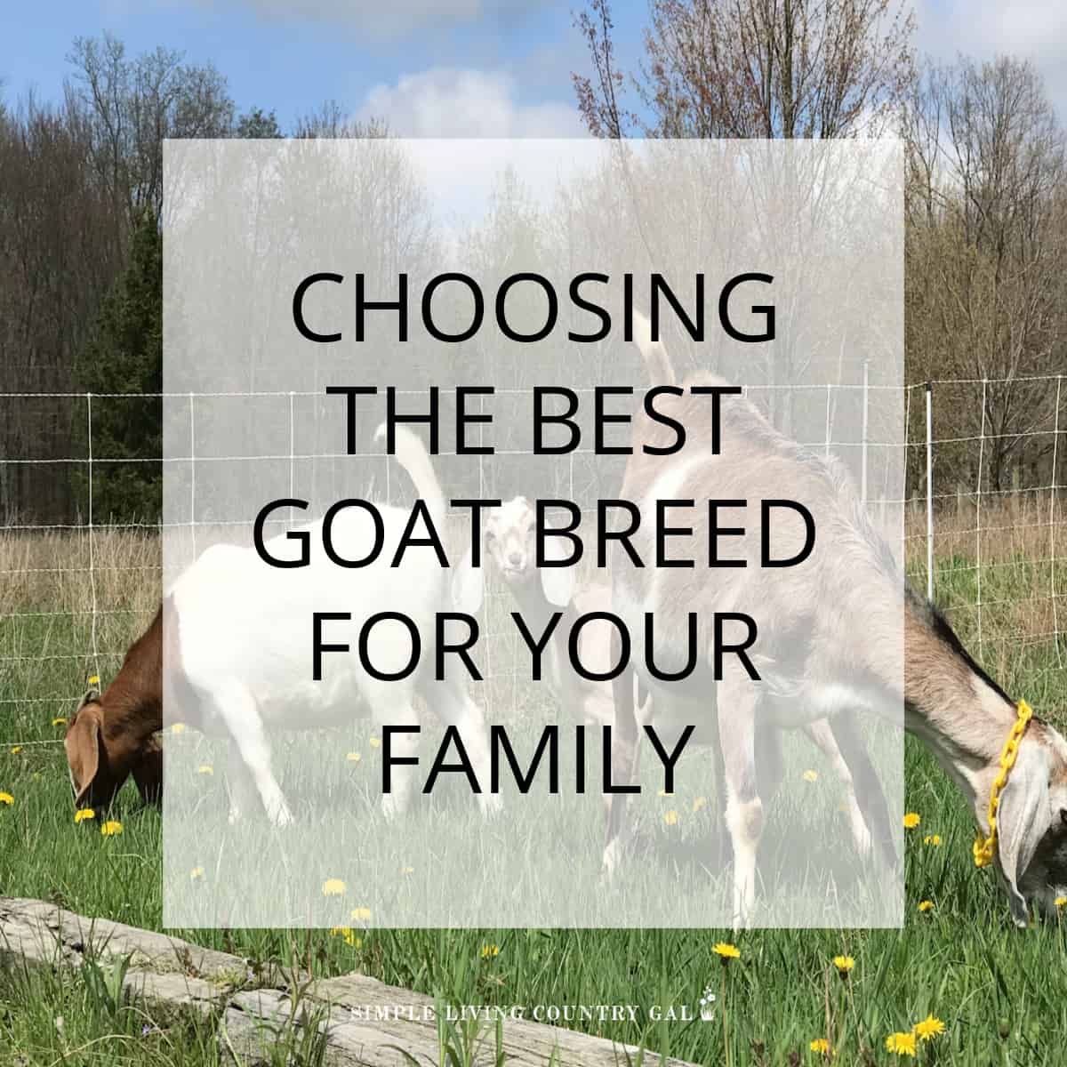 Goat Breeds List | Simple Living Country Gal
