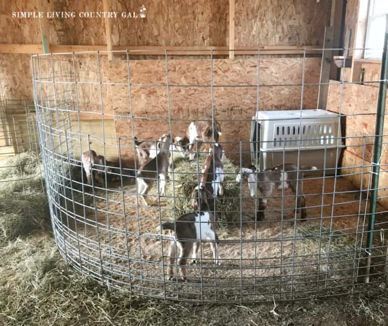 Setting Up A Birthing Pen For Your Goats | Simple Living Country Gal