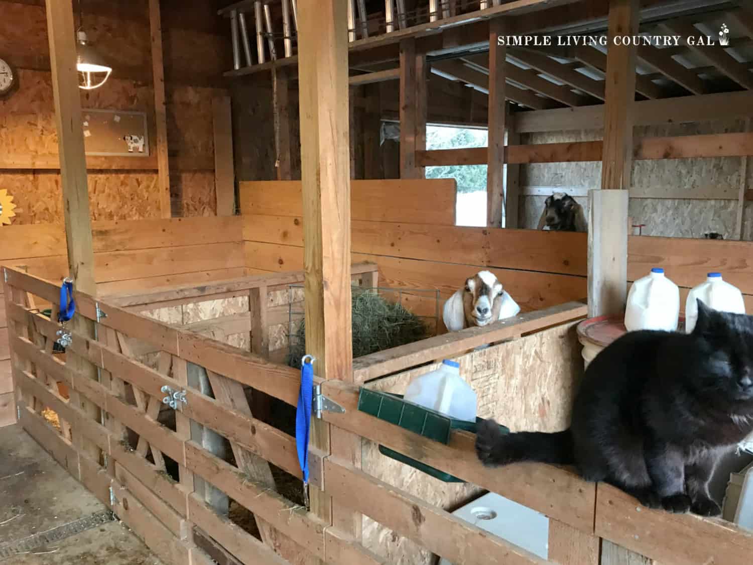 Setting Up A Birthing Pen For Your Goats | Simple Living Country Gal