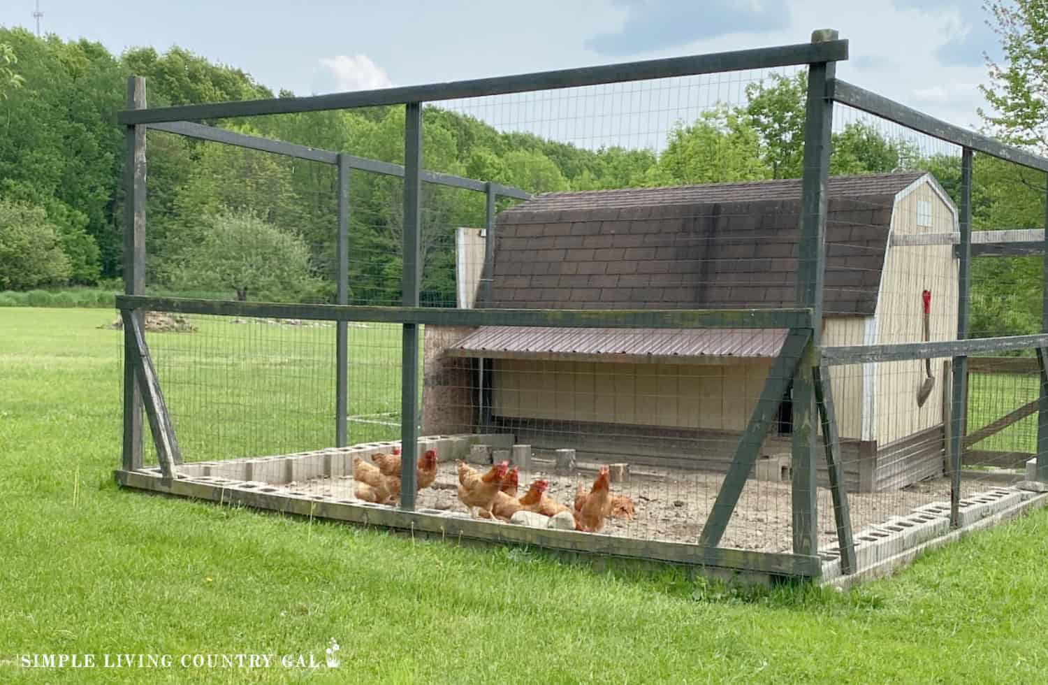 Top Essentials for a Low-Cost Chicken Coop Shed | Simple Living Country Gal