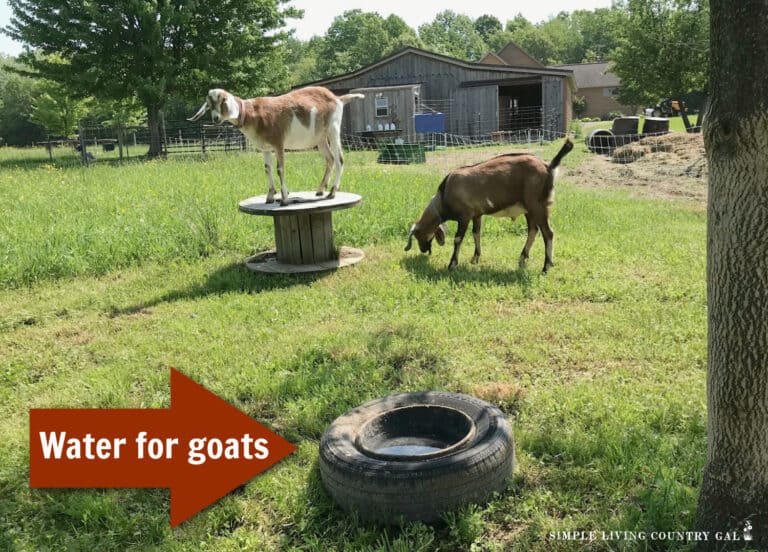 rotational grazing goats | Simple Living Country Gal