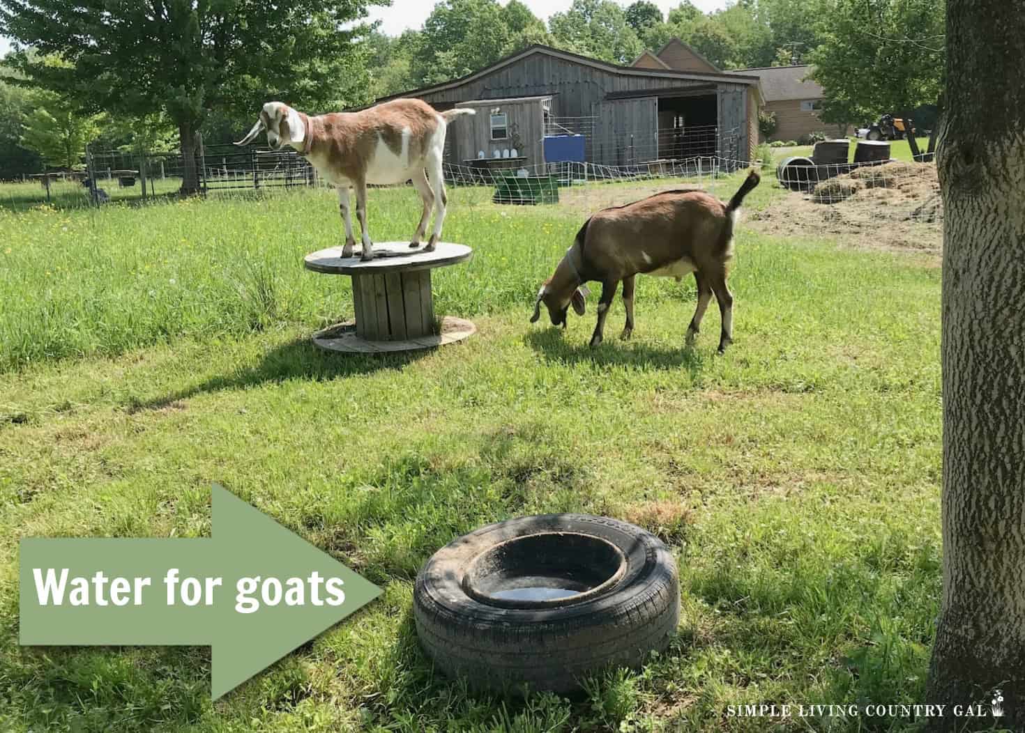 Raising Goats for Beginners: A Complete Guide | Simple Living Country Gal