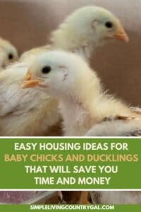 Easy Housing Ideas for Baby Chicks and Ducklings | Simple Living ...