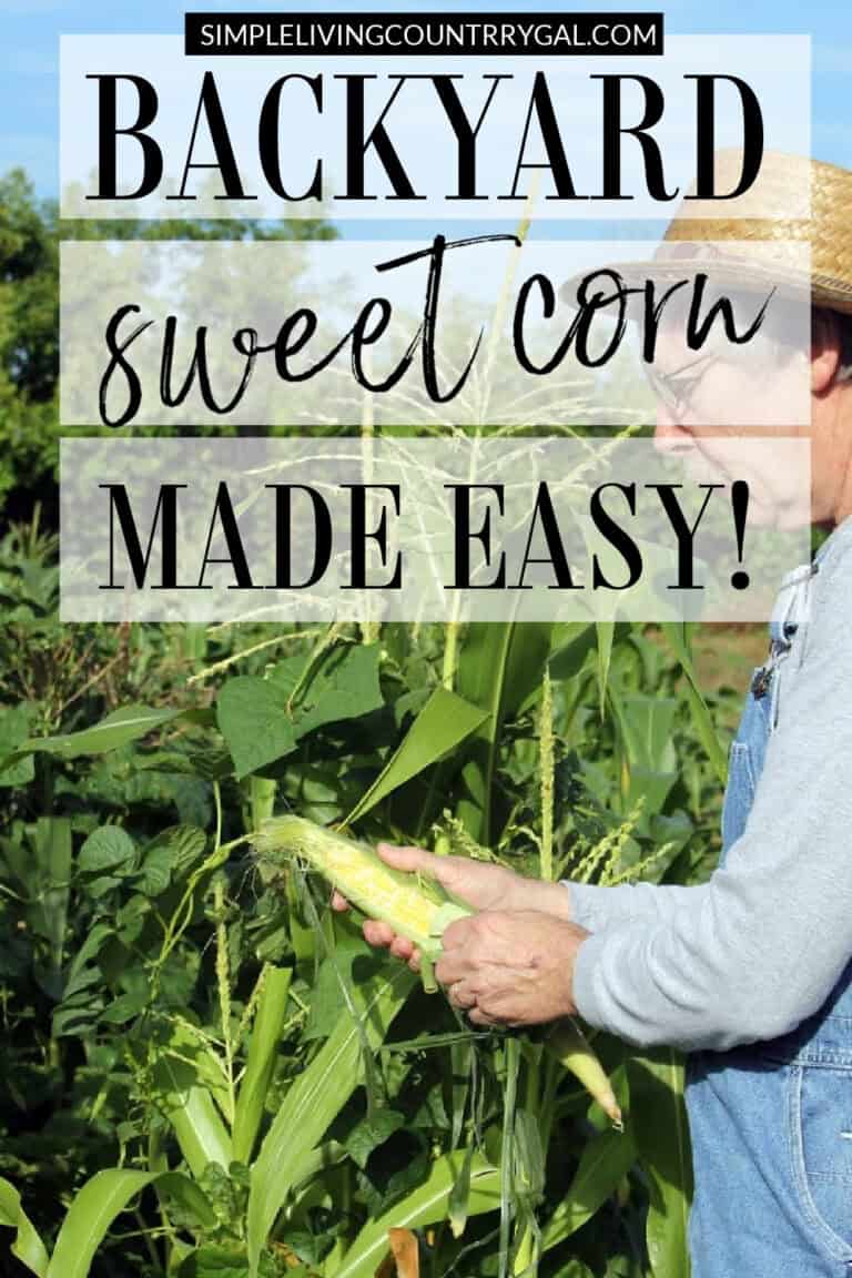 How to Grow Sweet Corn in Your Backyard | Simple Living Country Gal