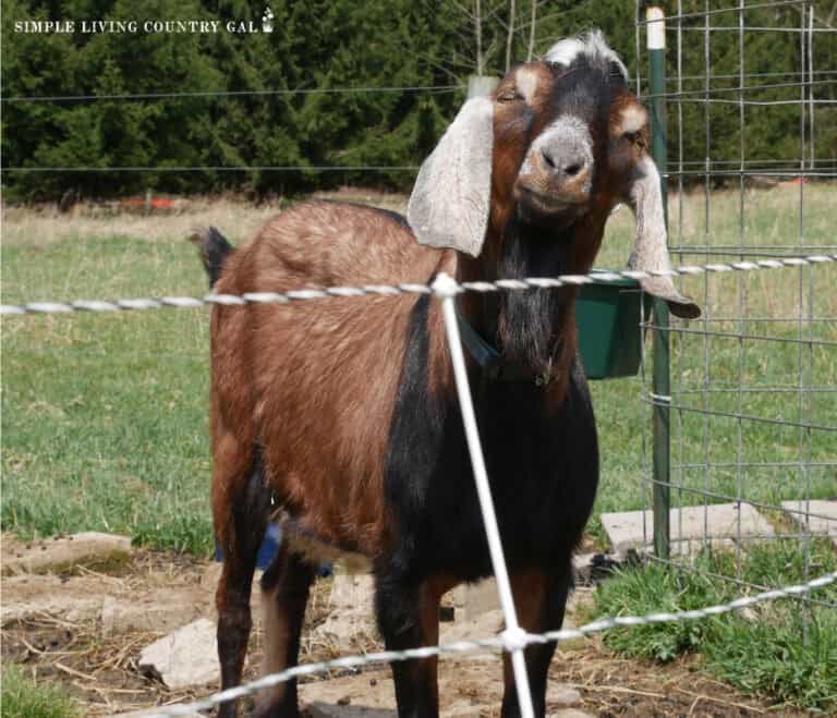 Best Goat Breeds for Beginners | Simple Living Country Gal
