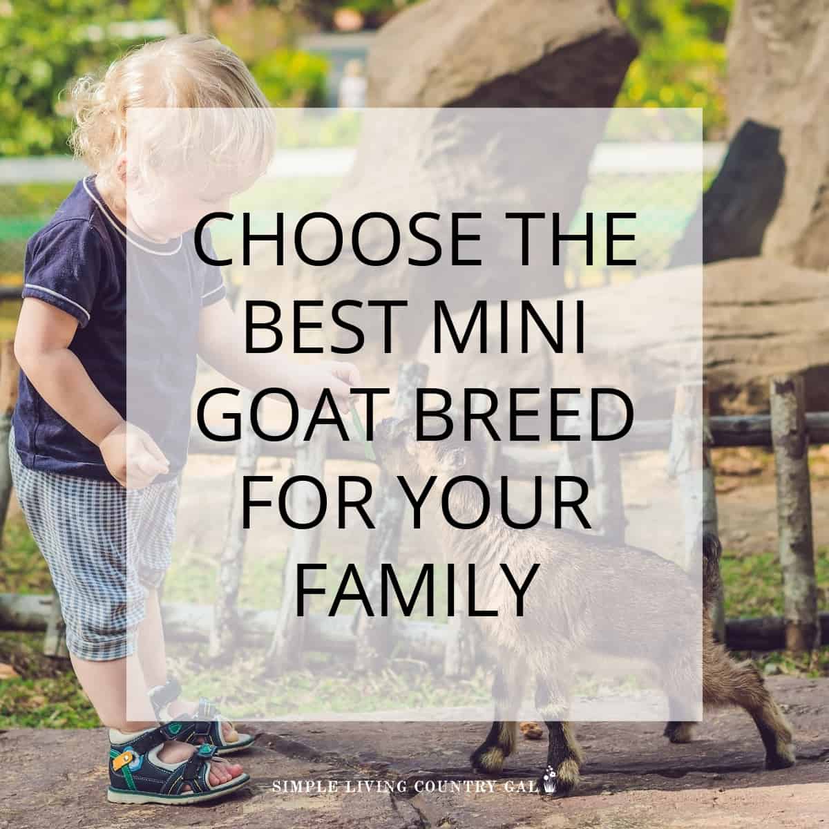 Miniature Goat Breeds | Simple Living Country Gal
