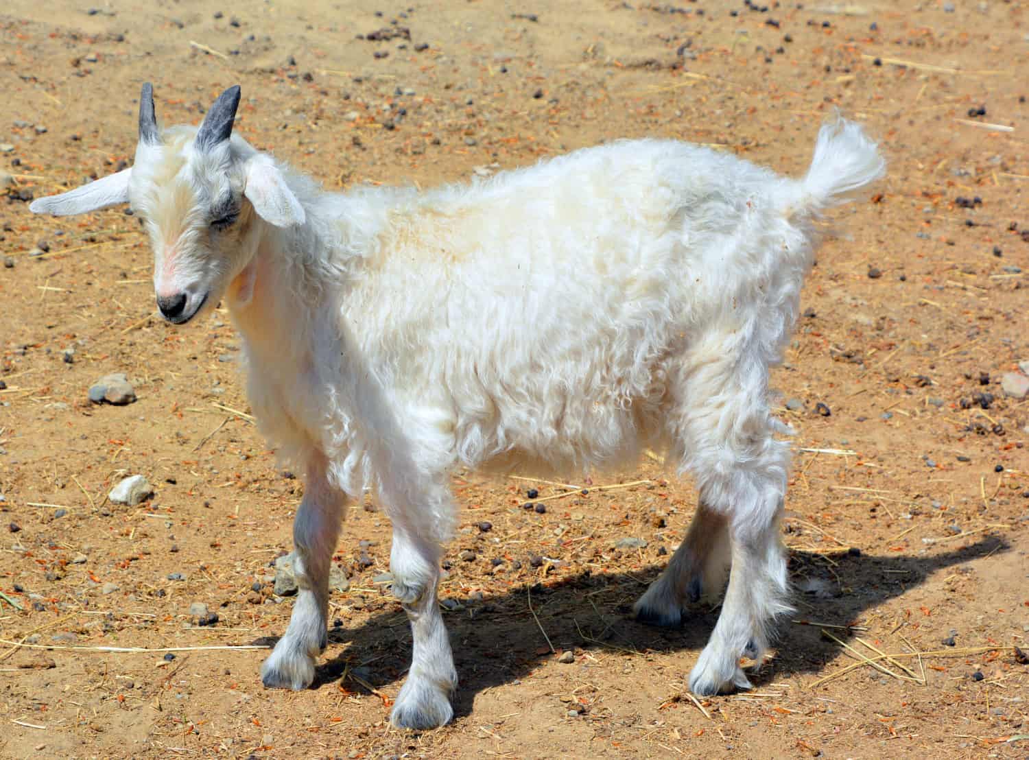 Miniature Goat Breeds | Simple Living Country Gal